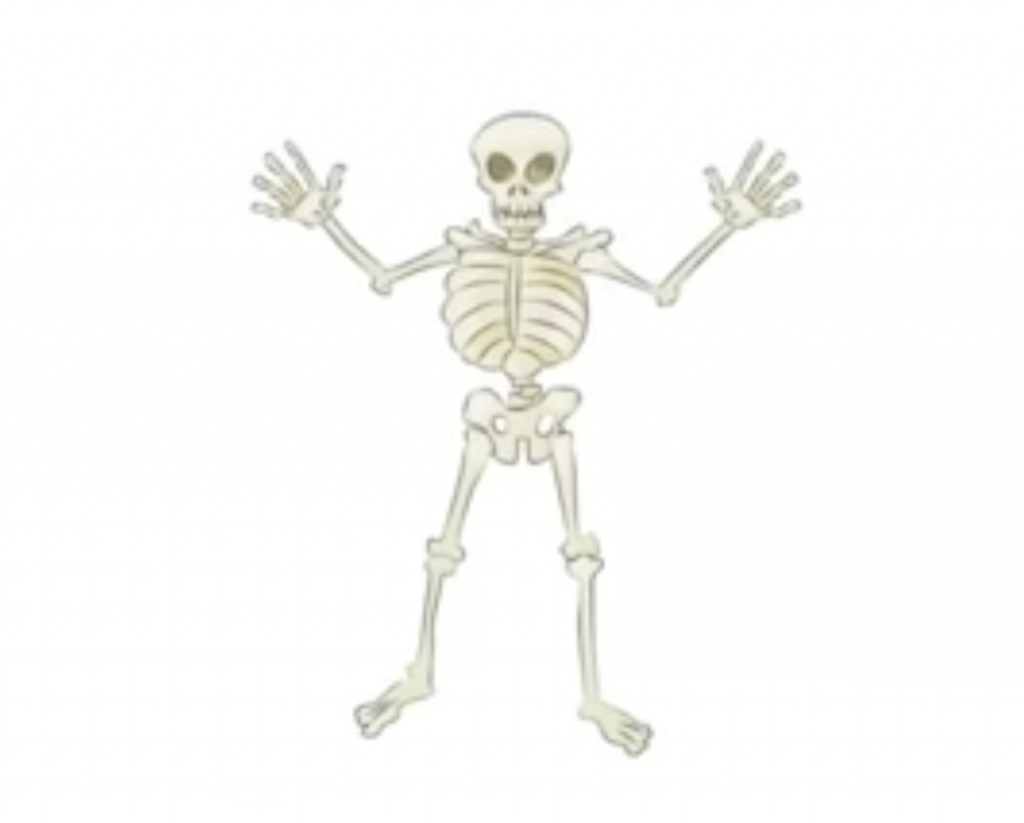 Skeletal System Discovery K12